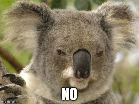 Image tagged in grumpy koala - Imgflip
