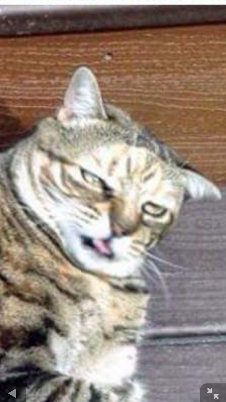 Drunk Cat Blank Template Imgflip