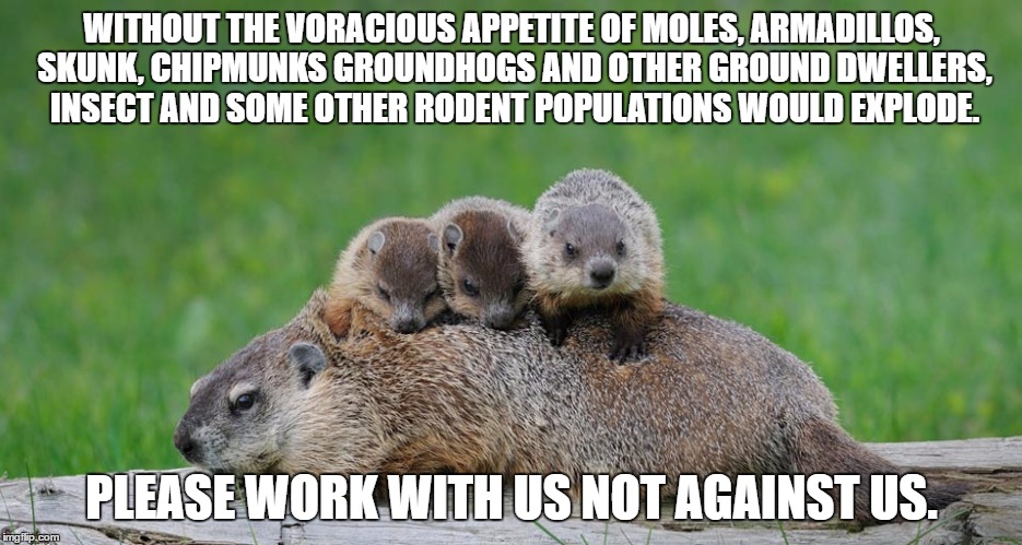 Image tagged in groundhog - Imgflip