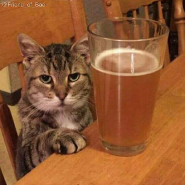Angry Drunk Cat Blank Template Imgflip
