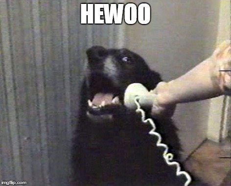 hello this is dog - Imgflip