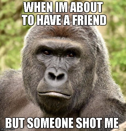 harambe the tilted monkey - Imgflip