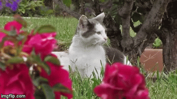 Cat vs Bee - Imgflip