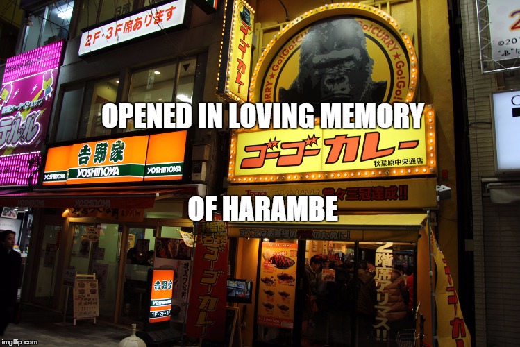 Japan mourns harambe - Imgflip