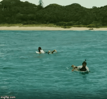 Shark having a snack - Imgflip