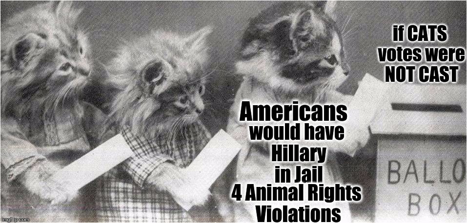 CATS CASTING VOTES - Imgflip