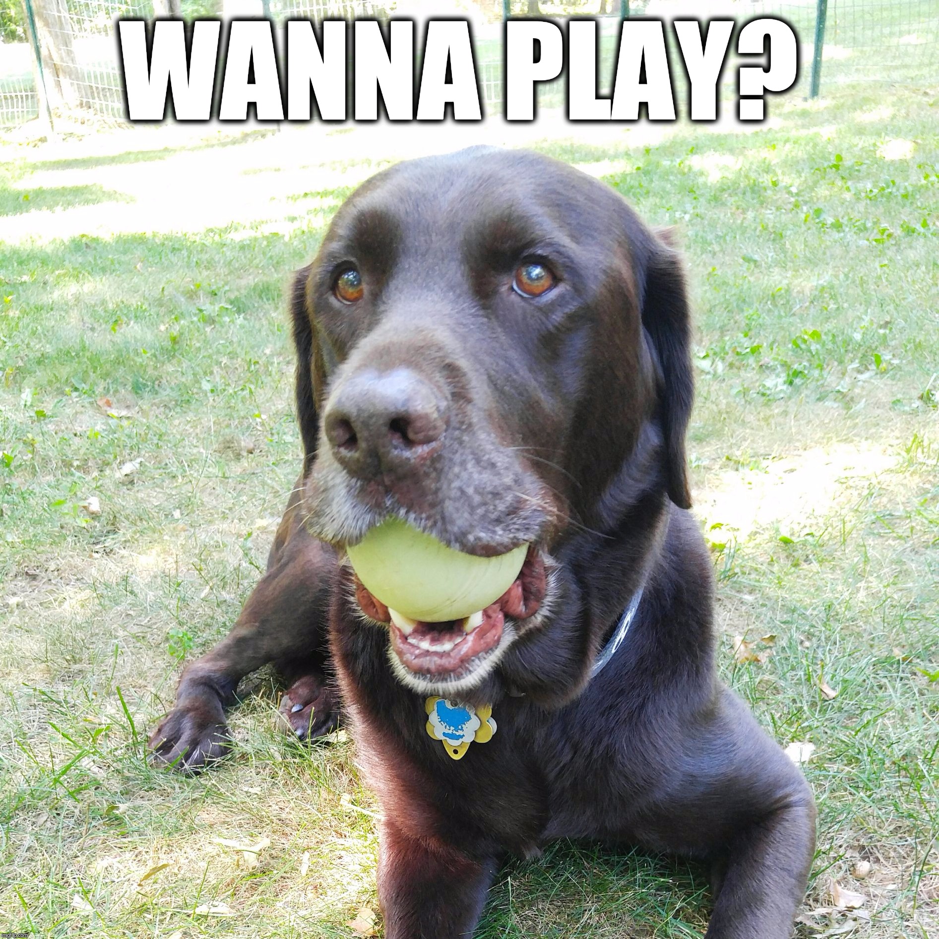 Image tagged in chuckie the chocolate lab - Imgflip