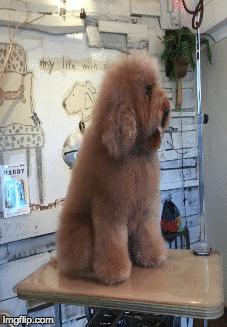 FLUFFY LABRADOODLE - Imgflip