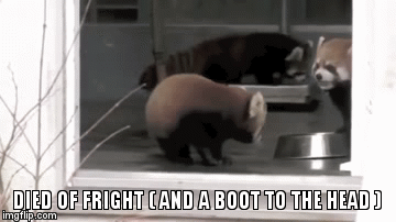 Got the boot. - Imgflip