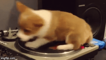 DJ Dog just spinning 'round - Imgflip