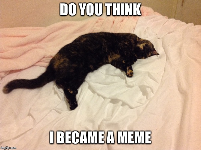 Image tagged in innocent kitty - Imgflip