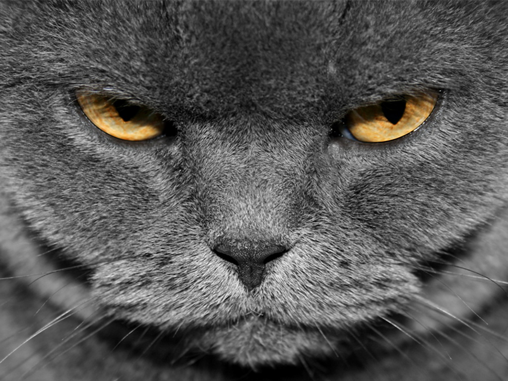 Angry Cat Blank Template Imgflip