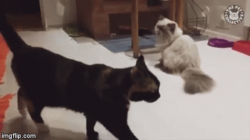 Dont Mess With This Cat - Imgflip