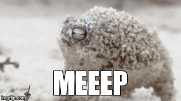 Desert Rain Frog - Imgflip