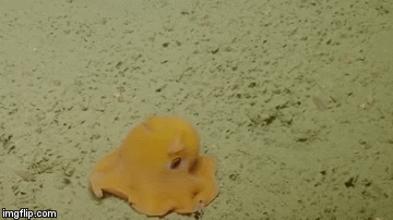 Please Pwease! - Imgflip