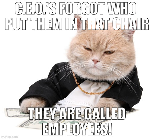 Image tagged in ceo cat - Imgflip
