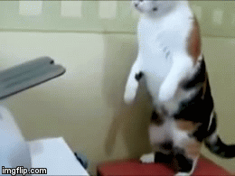 cat vs printer - Imgflip