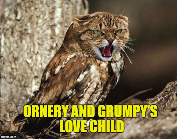 Image tagged in ornery owl,ugly,owl,owls,ugly face - Imgflip