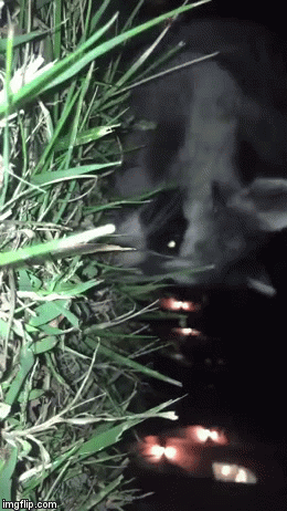 Nightcrawler - Imgflip