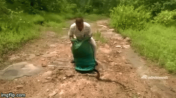 Snake catcher releases Hundreds of Rat Snakes, Cobras and Vipers - Imgflip