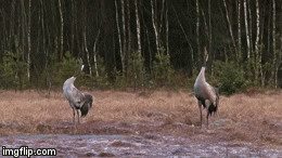 Cranes springtime dance in Baricz Valley, Poland - Imgflip