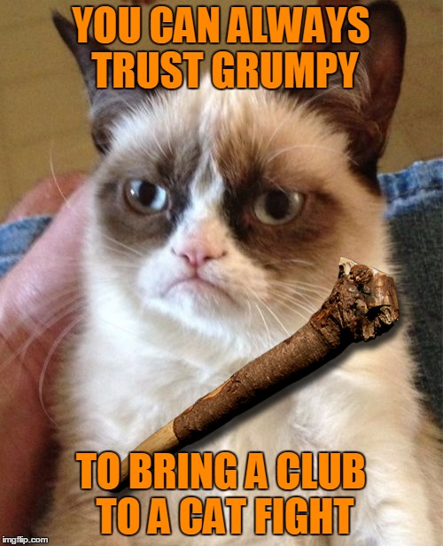 Preparing for a Cat fight - Imgflip