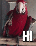 Hi Parrots - Imgflip