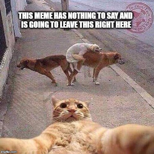 Cat selfie - Imgflip