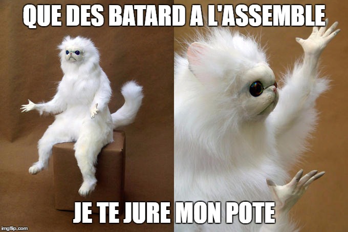 Persian Cat Room Guardian Meme - Imgflip