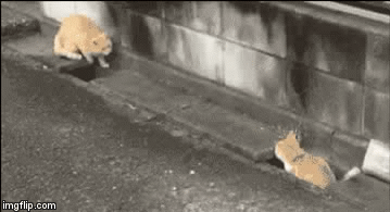 Catch Me If You Can - Imgflip