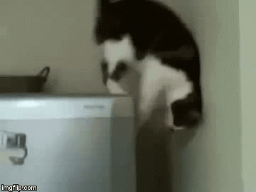 Spider Cat - Imgflip