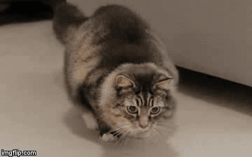 Getting ready to pounce - Imgflip