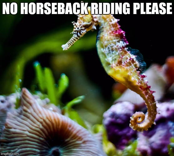 Flying fish - Imgflip