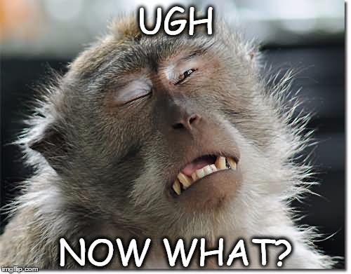 Image Tagged In Now What annoyed funny Memes Imgflip