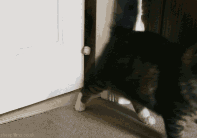 catception. - Imgflip