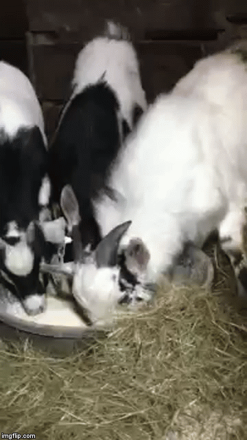 Cute Goat eats grain - Imgflip