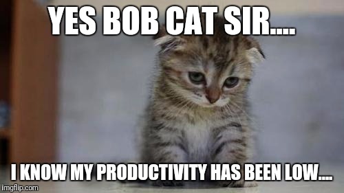 Sad kitten - Imgflip