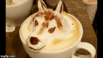 Keep your dog out of my coffee - Imgflip