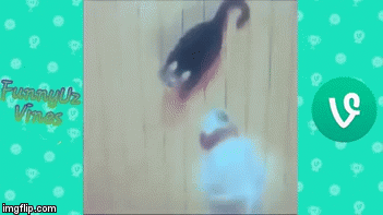 #cats - Imgflip