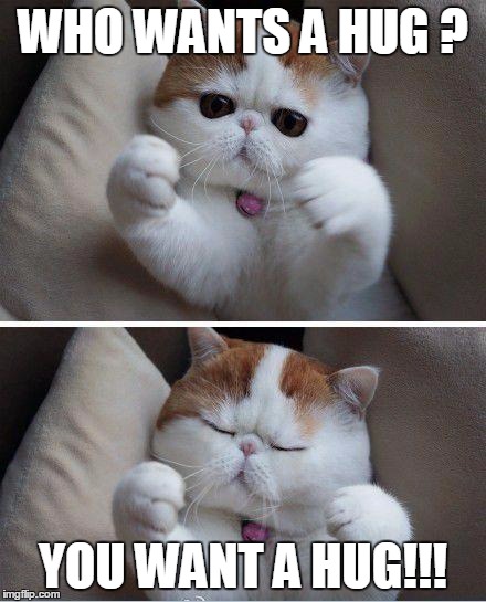 Cats Need Hug Imgflip