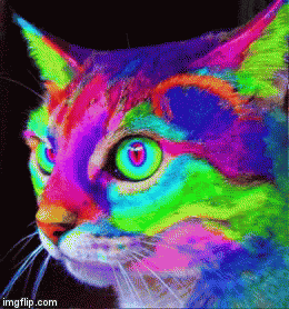 When The_Colorful_Cat has you under her spell... - Imgflip