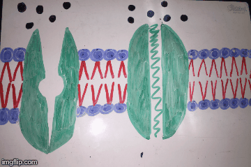 Facilitated diffusion - Imgflip