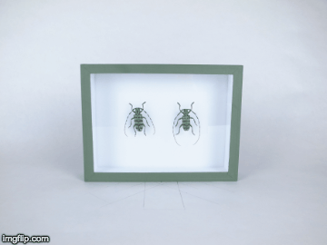 INSECT BOX - Imgflip