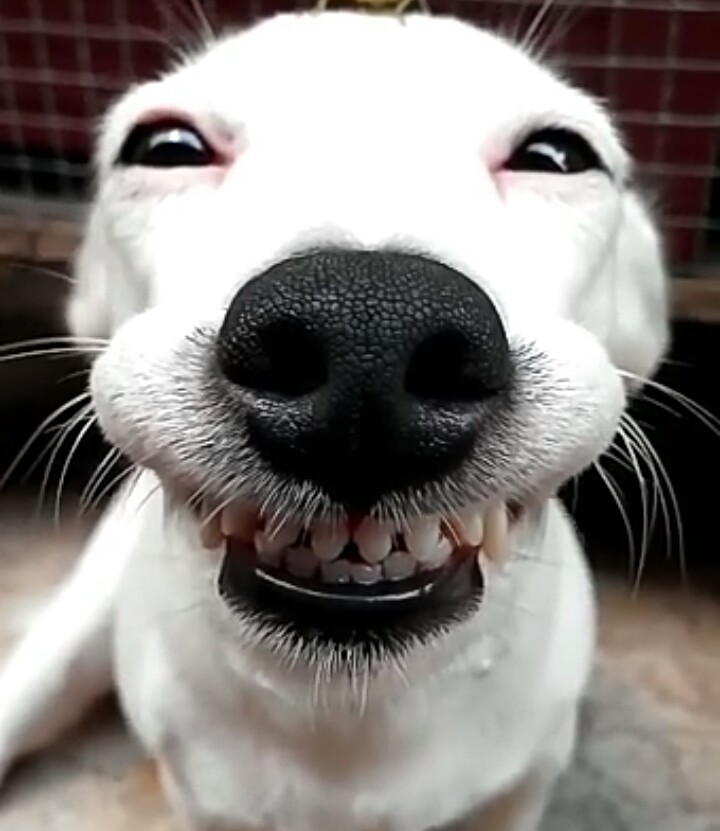 Dog Blank Template Imgflip