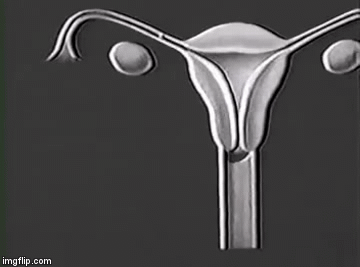 Menstruation - Imgflip