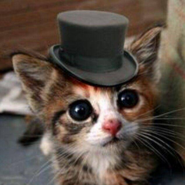 Cat Hat Blank Template Imgflip