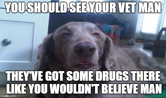 Back In My Day Dog - Imgflip