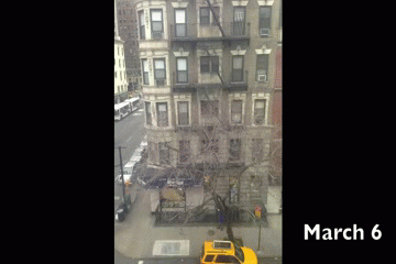 Tree time lapse - Imgflip