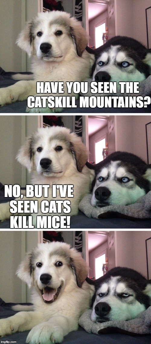 Bad Pun Dogs Imgflip
