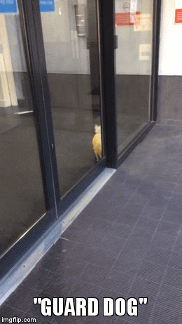 I asked for a guard dog and this is what I got. - Imgflip